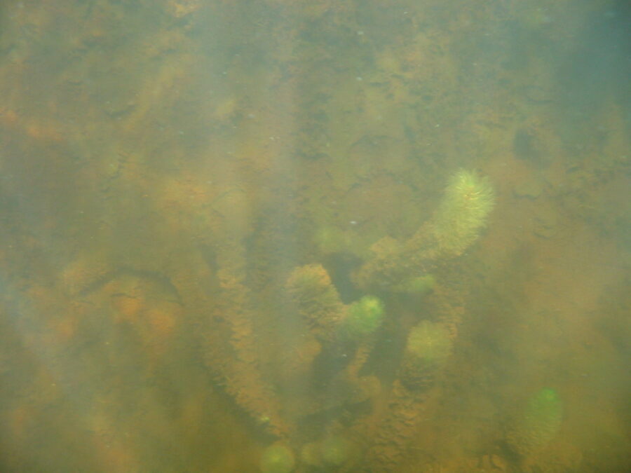Controlling Variable Leaf Milfoil - RLPF.org